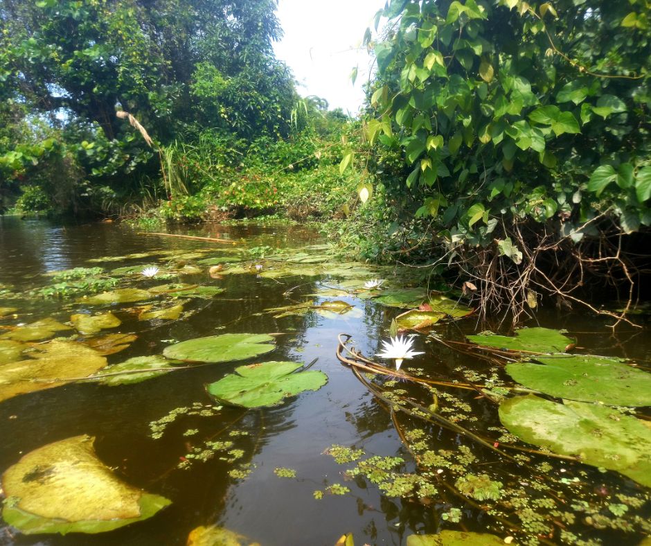 Juqueriquere – Projeto Ecoaprender