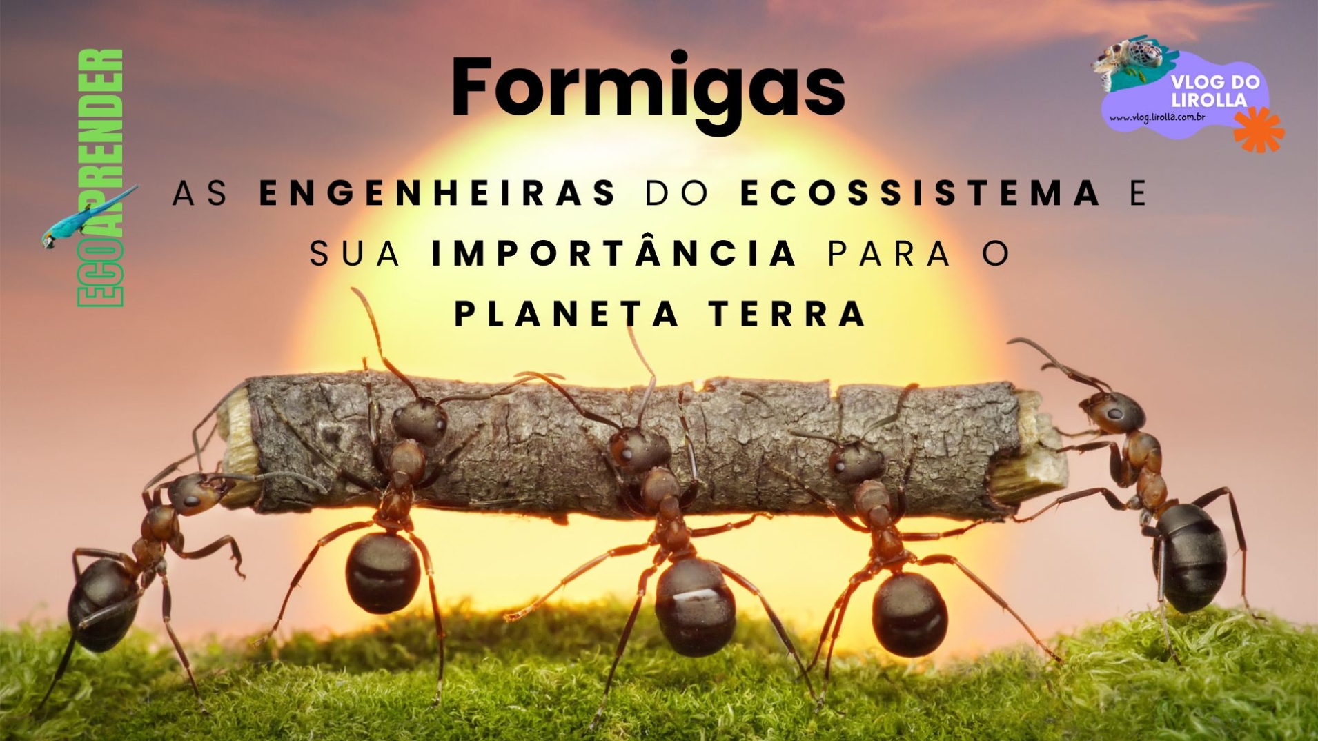 Formigas: As Engenheiras do Ecossistema e Sua Importância para o Planeta Terra – Projeto Ecoaprender
